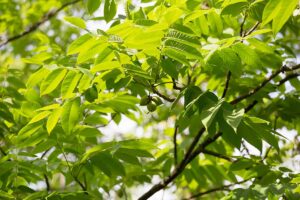 How to Grow Butternut (White Walnut) Trees | Gardener’s Path