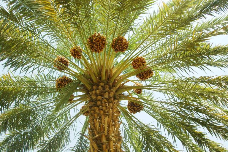 What to Do if Your Palm Tree Is Dropping Fronds | Gardener’s Path