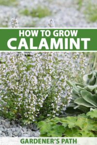 How to Grow and Care for Calamint | Gardener’s Path