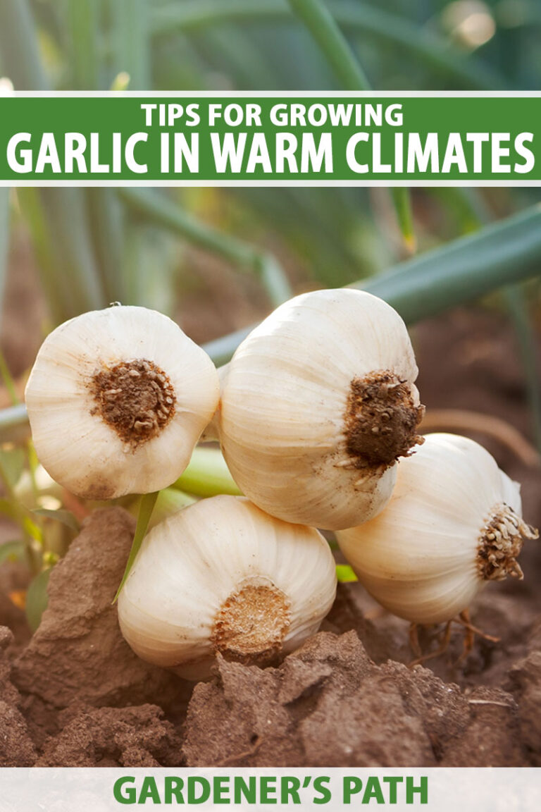 Tips for Growing Garlic in Warm Climates | Gardener’s Path