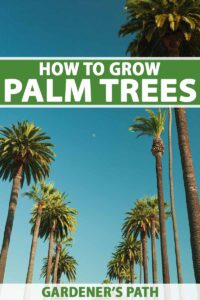 How to Grow and Care for Palm Trees | Gardener’s Path