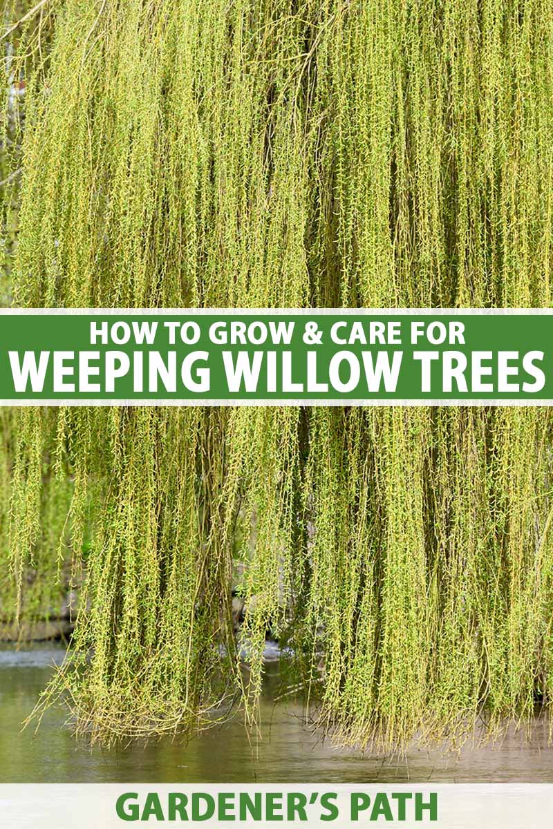 How To Grow And Care For Weeping Willows Gardener s Path How To Grow And Care For Weeping Willows Gardener s Path