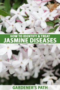 How to Identify and Treat 7 Jasmine Diseases | Gardener’s Path