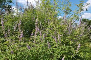 How to Grow and Care for Chaste Trees (Vitex agnus-castus)
