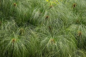 How to Grow and Care for Pine Trees | Gardener’s Path