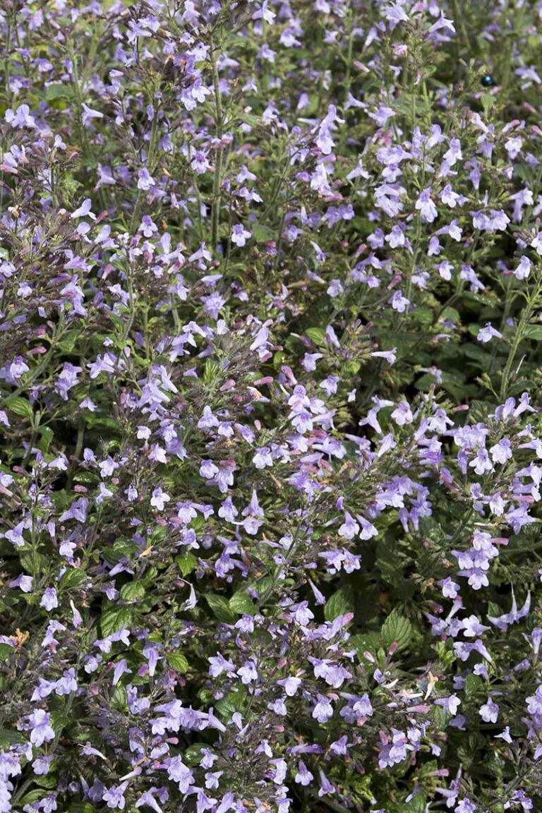 How to Grow and Care for Calamint | Gardener’s Path