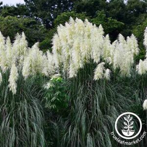 How to Plant, Grow, and Care for Pampas Grass | Gardener’s Path