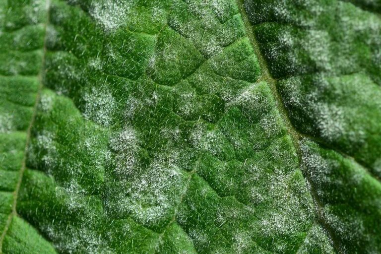 How to Grow and Care for Oakleaf Hydrangea | Gardener’s Path