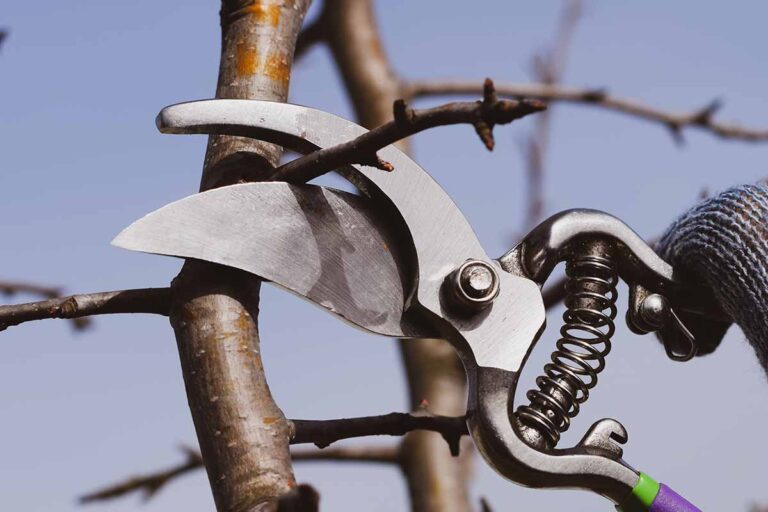 When and How to Water Pear Trees | Gardener’s Path