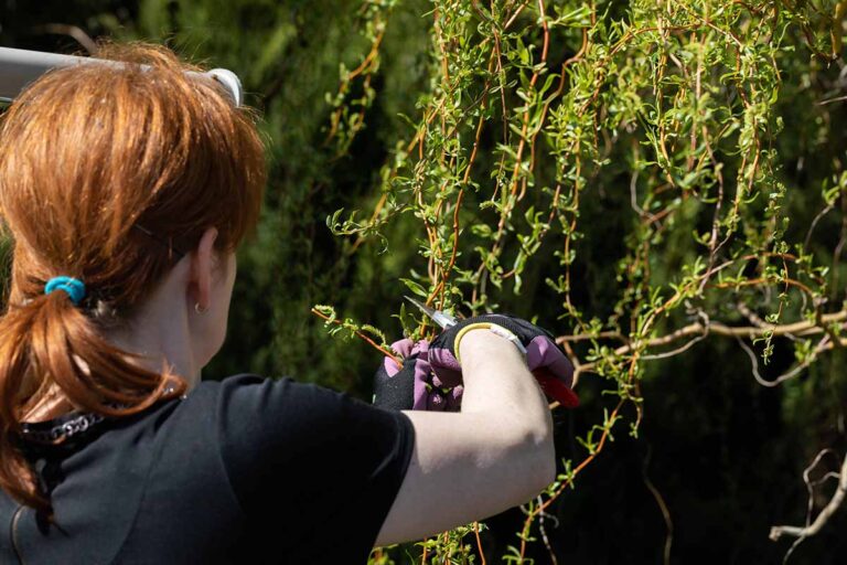How to Grow and Care for Weeping Willows | Gardener’s Path