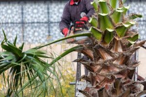 What to Do if Your Palm Tree Is Dropping Fronds | Gardener’s Path