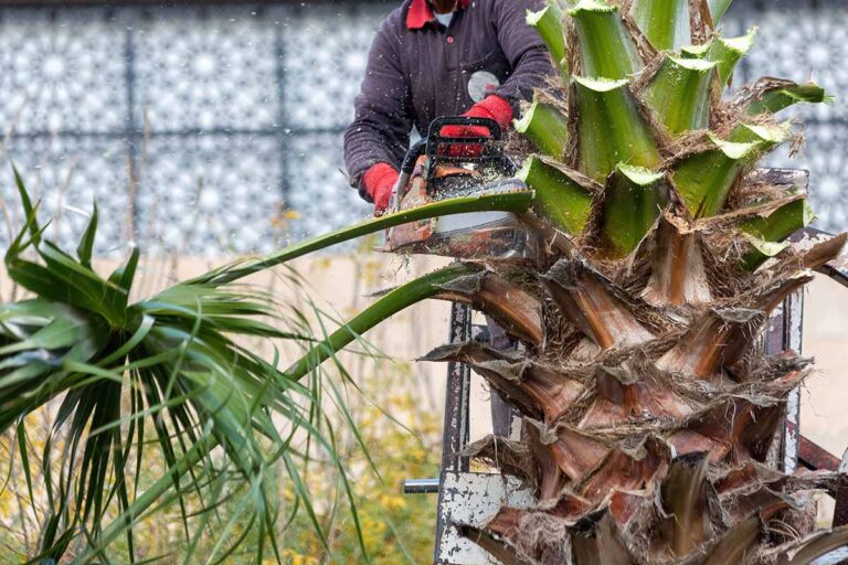 What to Do if Your Palm Tree Is Dropping Fronds | Gardener’s Path