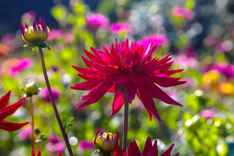 Why Dahlias May Fail to Bloom (And What to Do About It)