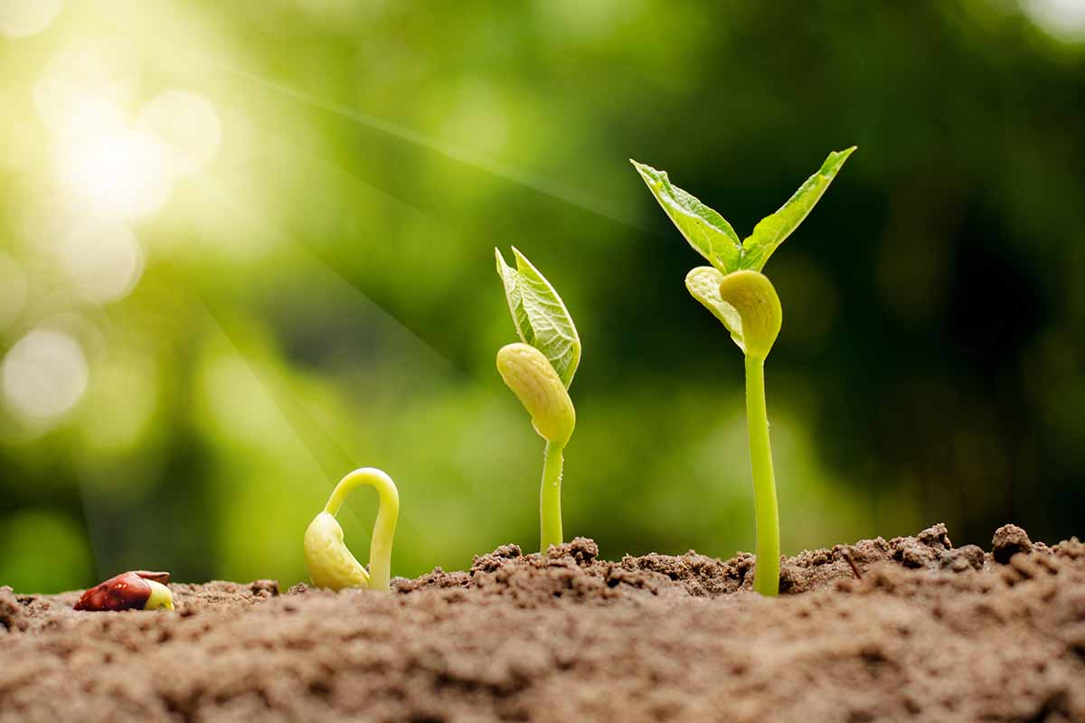 Growing Plants