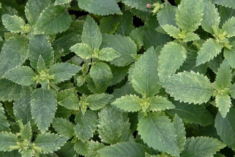 How to Grow and Care for Calamint | Gardener’s Path