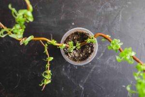 How to Grow and Care for Weeping Willows | Gardener’s Path