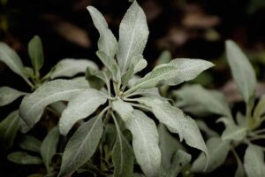 How to Grow and Use White Sage | Gardener’s Path