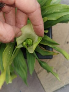 7 Reasons for Drooping Calla Lilies | Gardener’s Path