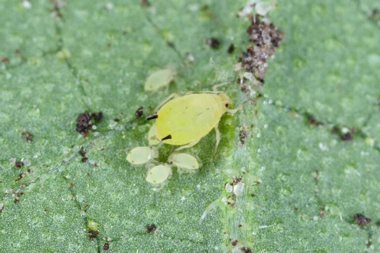 How to Identify and Control 5 Camellia Pests | Gardener’s Path