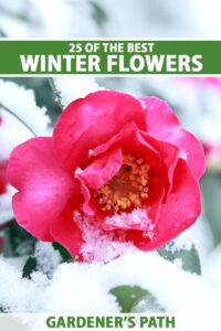 25 of the Best Winter Flowers for Your Garden | Gardener’s Path