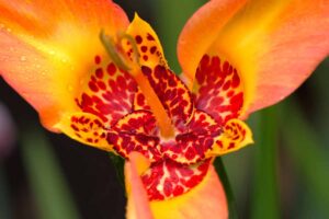 How to Grow and Care for Tiger Flowers (Tigridia pavonia)