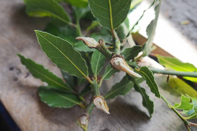 How to Grow and Care for Bay Laurel Trees | Gardener’s Path