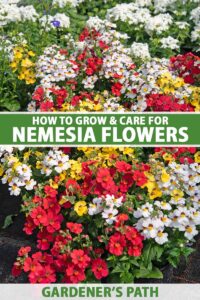 How to Grow and Care for Nemesia Flowers | Gardener’s Path