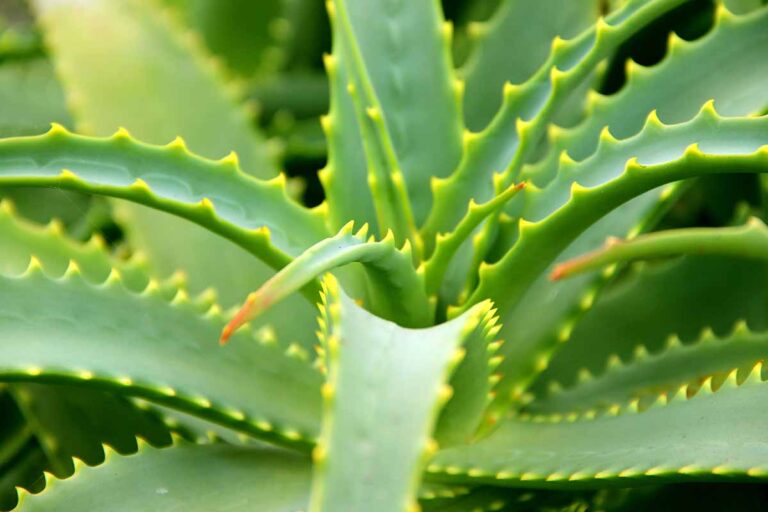 Do Aloe Plants Bloom? | Gardener’s Path