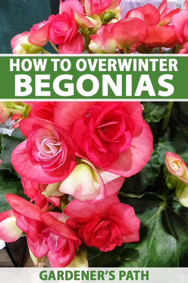How to Overwinter Begonias | Gardener’s Path