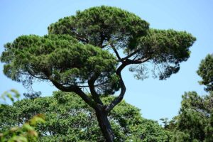 The Best Pine Trees: 41 Noteworthy Varieties | Gardener’s Path