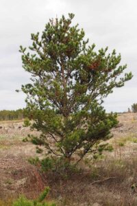 The Best Pine Trees: 41 Noteworthy Varieties | Gardener’s Path