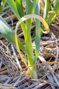 How to Identify and Control 7 Garlic Diseases | Gardener's Path