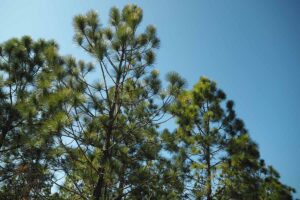 The Best Pine Trees: 41 Noteworthy Varieties | Gardener’s Path