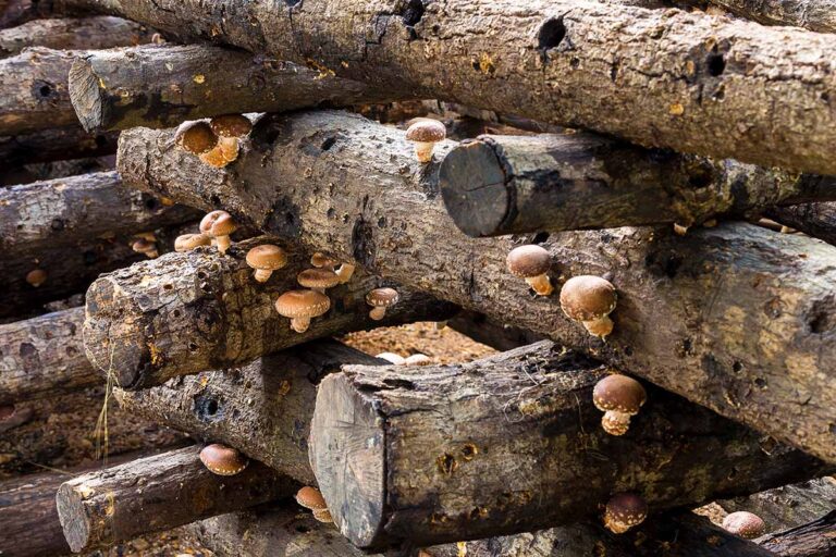 How to Grow Mushrooms Outdoors at Home | Gardener's Path