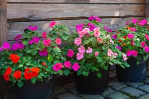 Tips for Growing Impatiens Indoors | Gardener’s Path