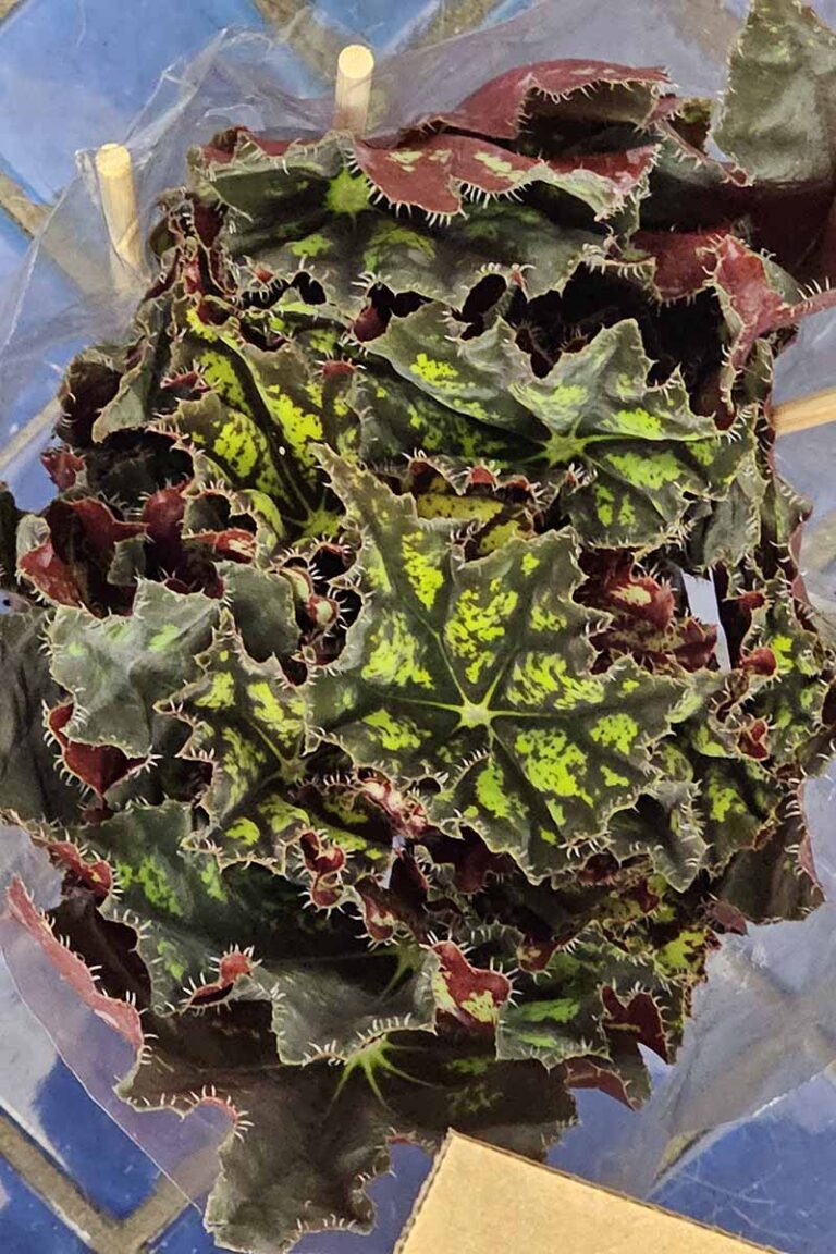 How to Grow and Care for Rex Begonias Indoors | Gardener’s Path