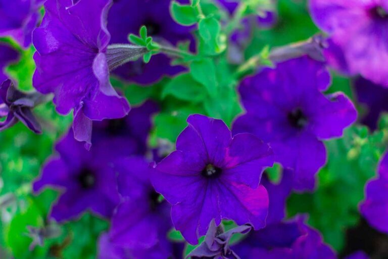11 of the Best Fall Annuals to Plant in the South | Gardener's Path