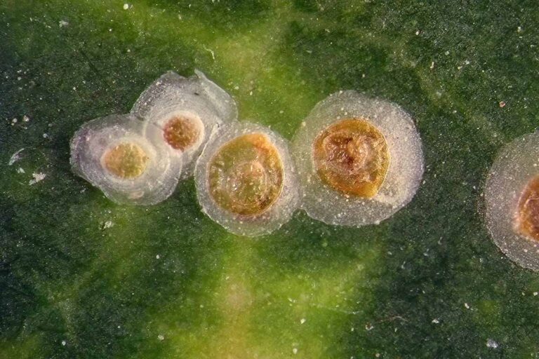 How to Identify and Control 5 Camellia Pests | Gardener’s Path