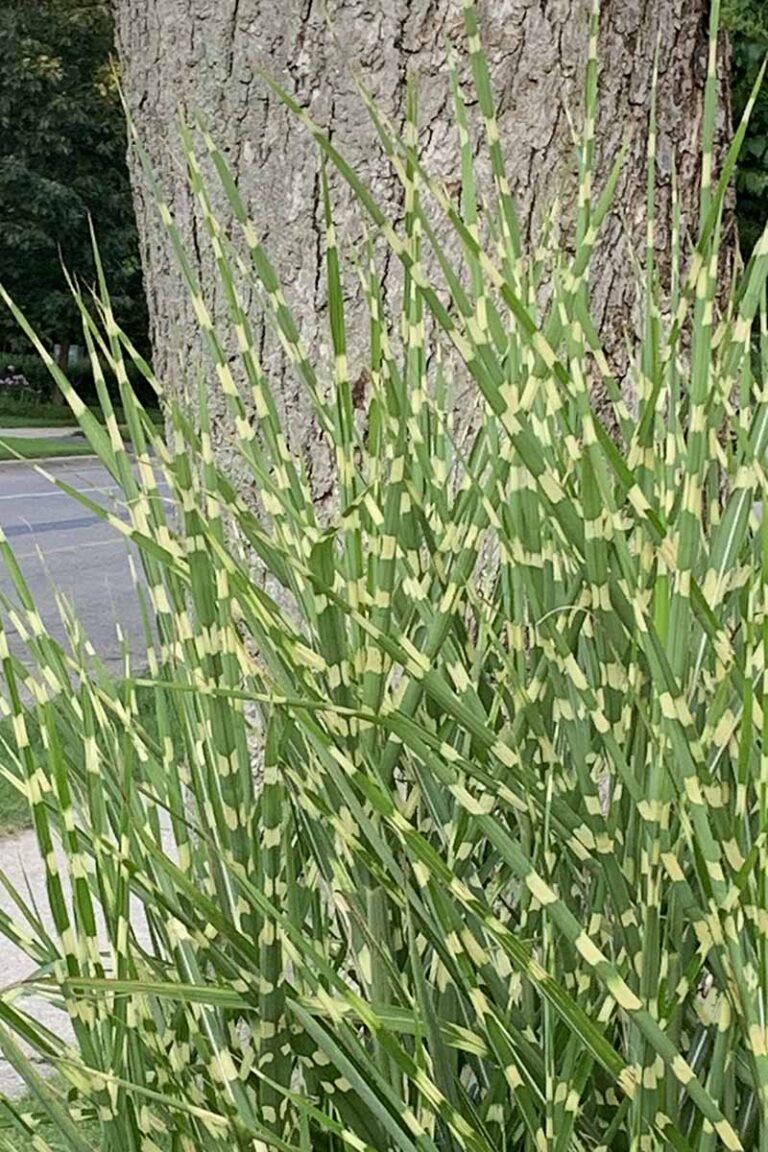How to Grow Ornamental Maiden Grass (Japanese Silver Grass)