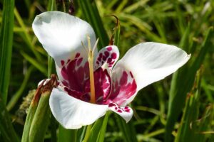 How to Grow and Care for Tiger Flowers (Tigridia pavonia)