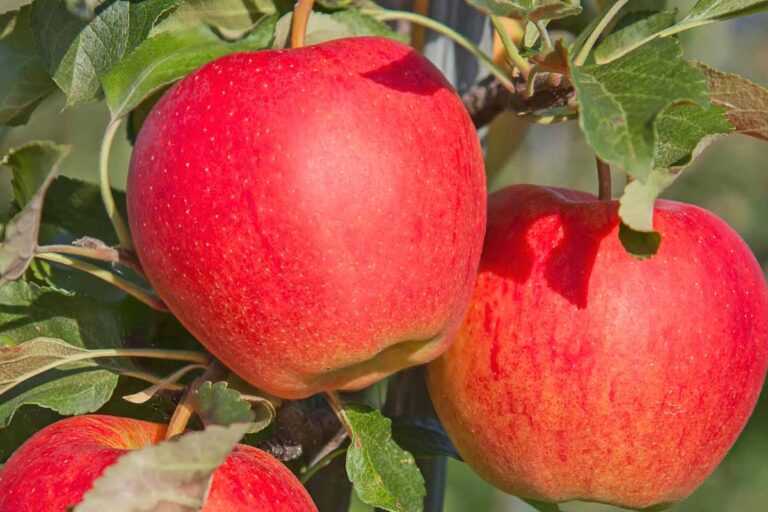 Apple Tree Growing Guides, Tips, and Information