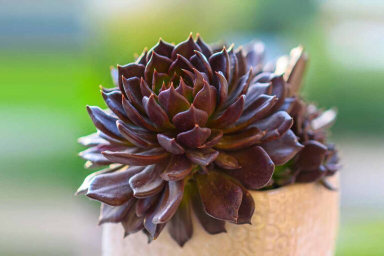 27 of the Best Echeveria Varieties | Gardener's Path