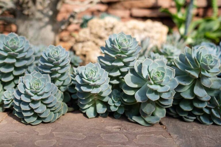 27 of the Best Echeveria Varieties | Gardener's Path