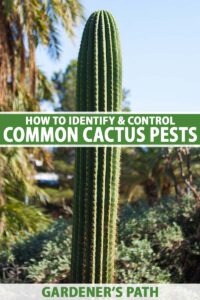 How to Identify and Control 11 Cactus Pests | Gardener’s Path