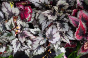 How to Grow Begonias as Houseplants | Gardener’s Path