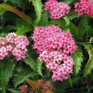 How to Grow and Care for Japanese Spirea | Gardener’s Path