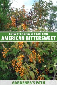 How to Grow and Care for American Bittersweet Vines