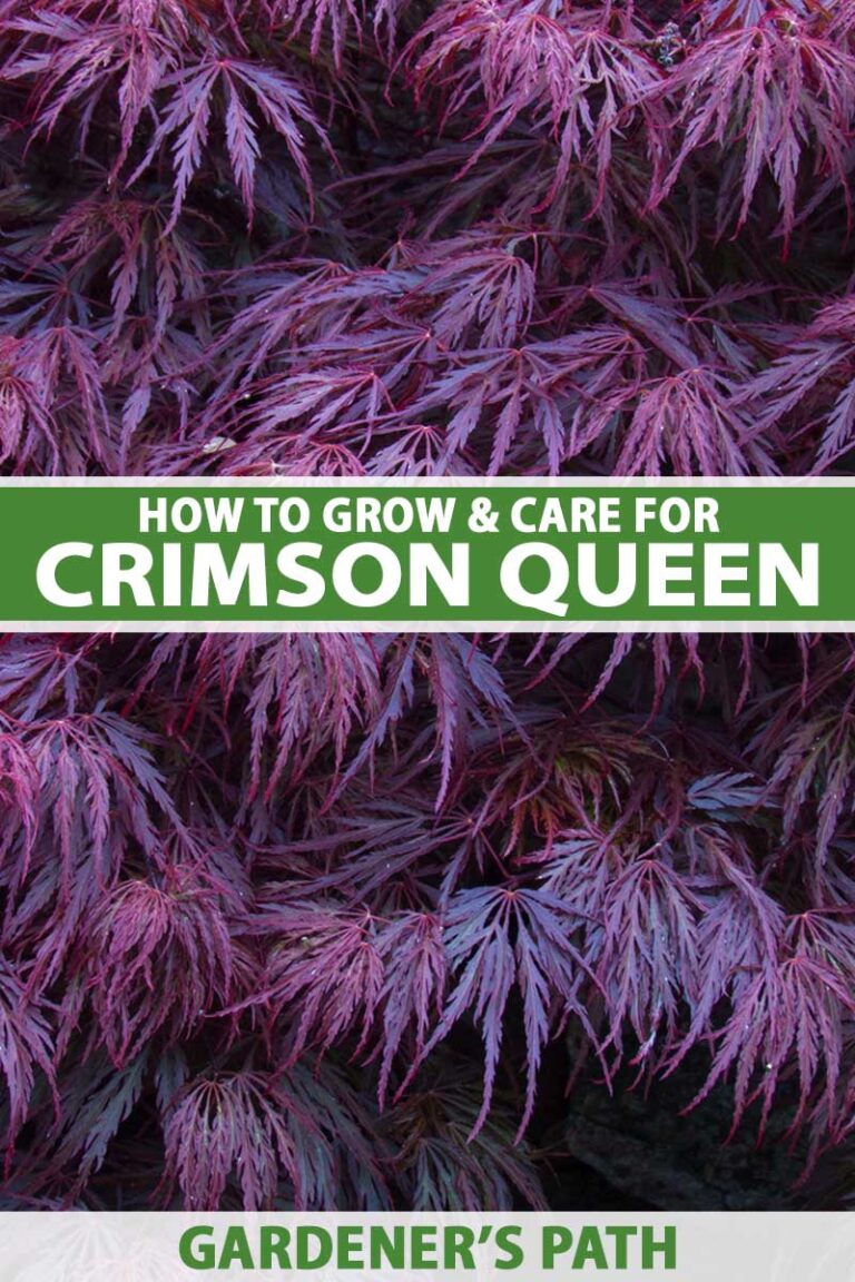 Tips for Growing ‘Crimson Queen’ Japanese Maple Trees