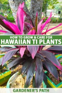 How to Grow and Care for Hawaiian Ti Plants | Gardener’s Path