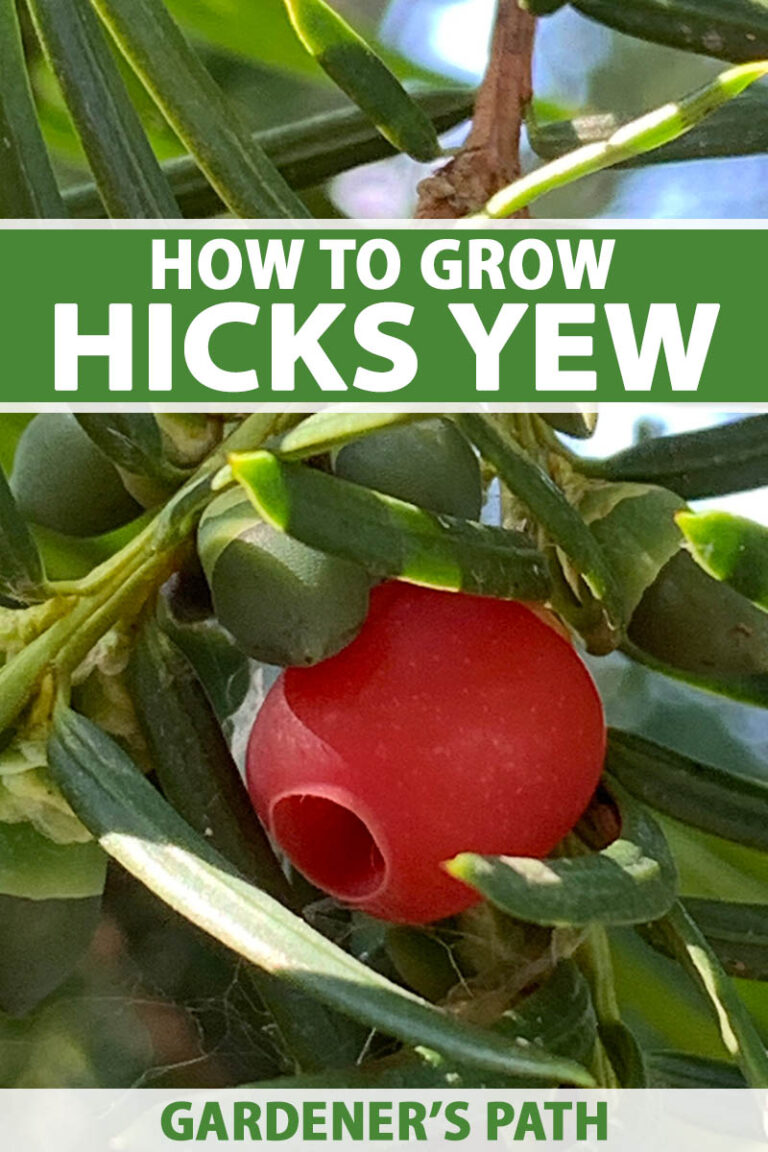 How to Grow and Care for Hicks Yews | Gardener’s Path